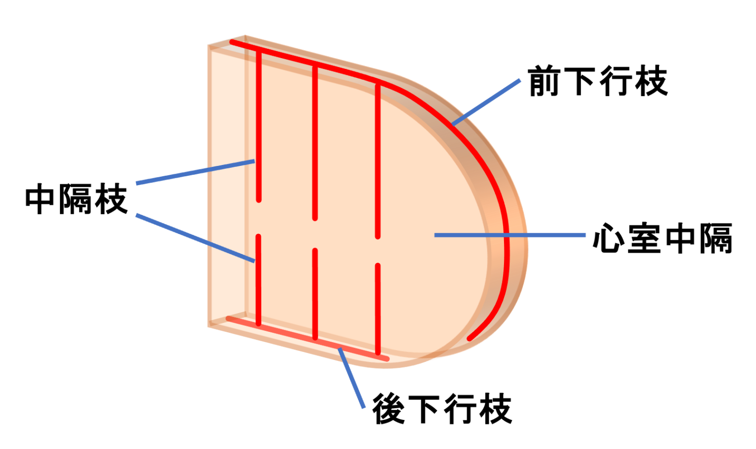 下壁心筋梗塞とは? | 心電図.com