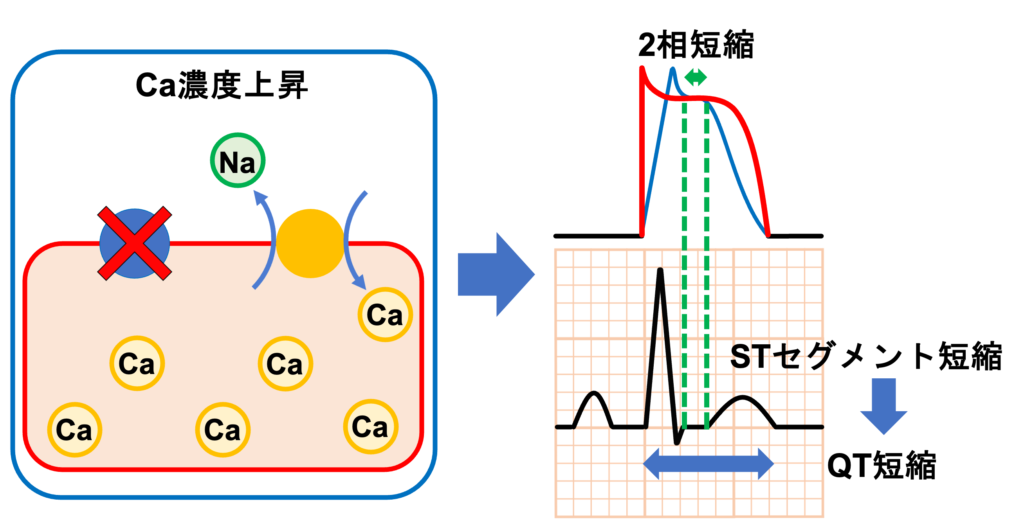 ジギタリス効果とは? | 心電図.com