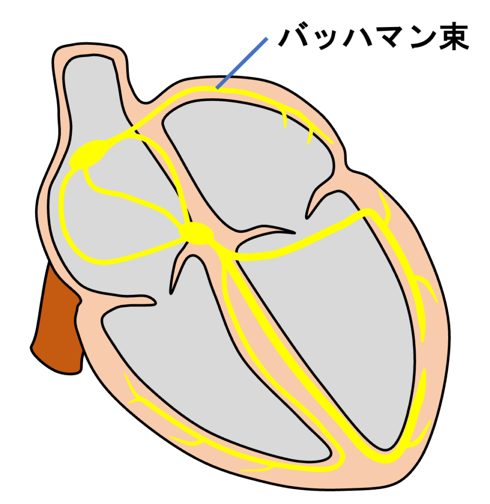 バッハマン束とは？ | 心電図.com