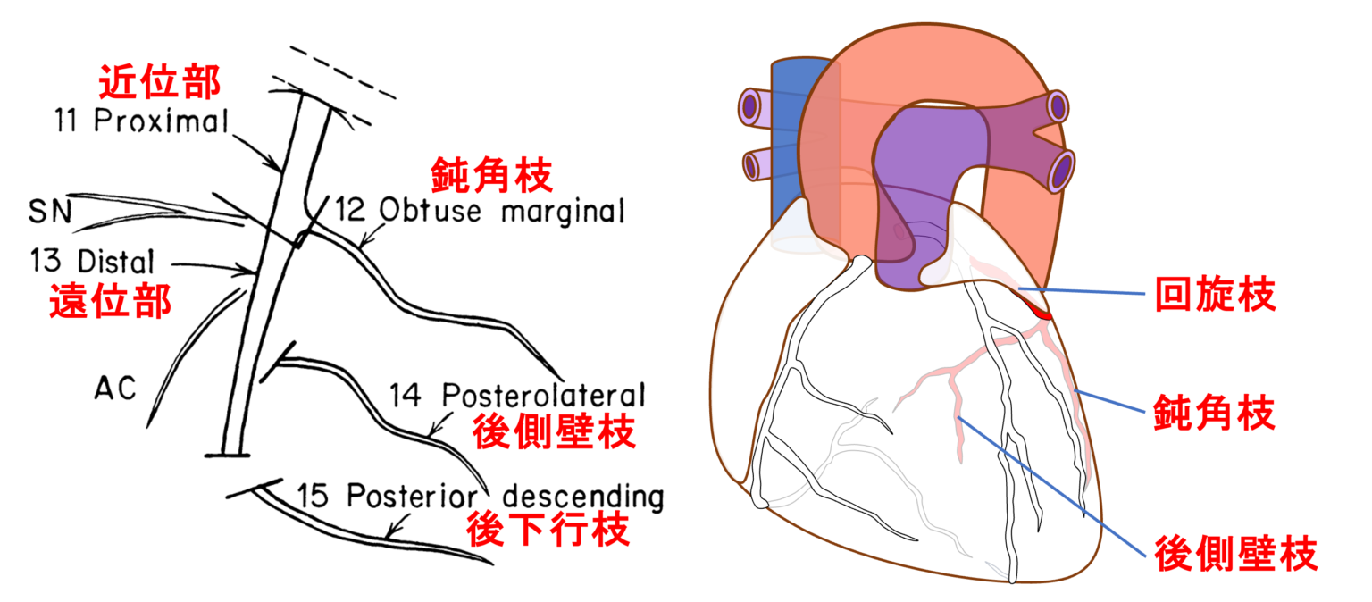 冠動脈分類とは？ | 心電図.com